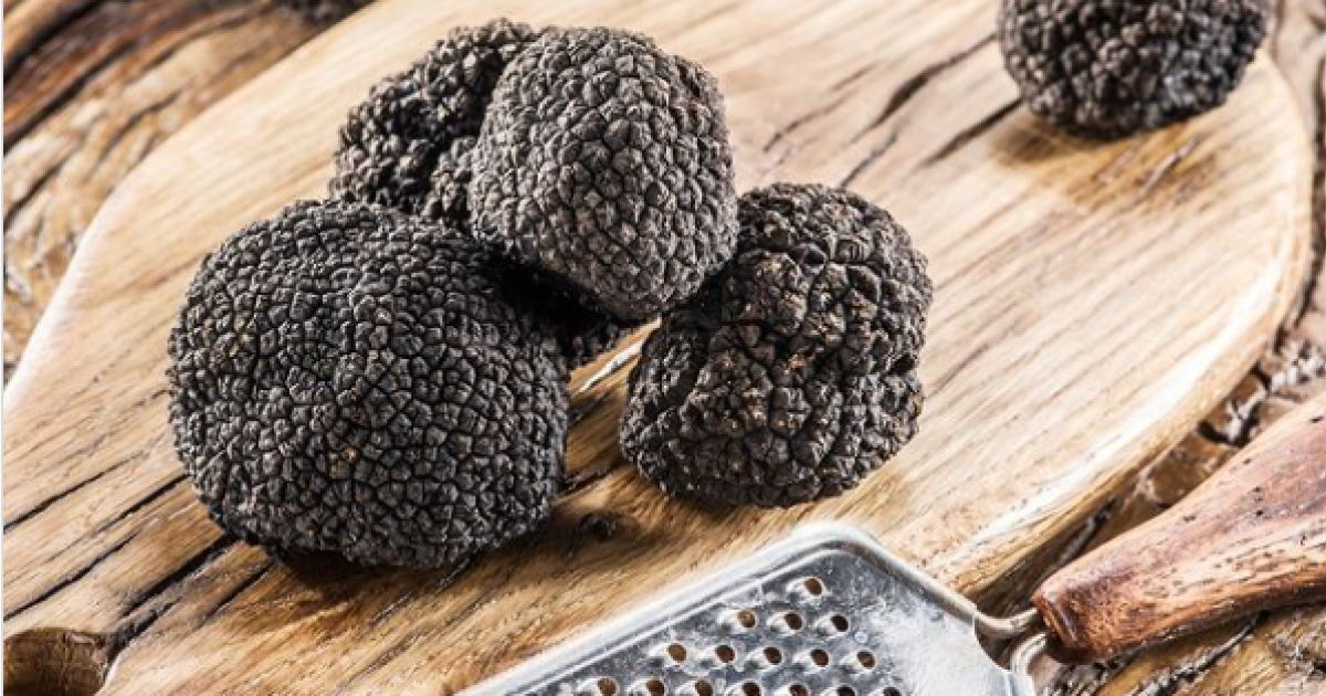 La saison des truffes a démarré | Aude